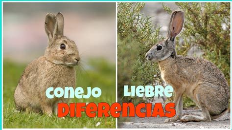 Diferencias Entre Conejo Y Liebre