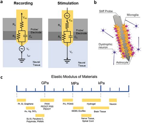 Requirements For Neural Interfaces A Equivalent Circuit Diagrams Of