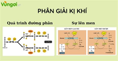 Phân giải kị khí sinh 11