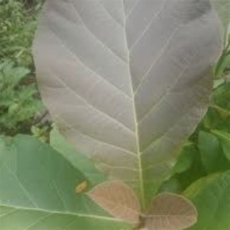 Jual Jual Daun Jati Muda Segar Gram Paling Organik Daun Dipetik