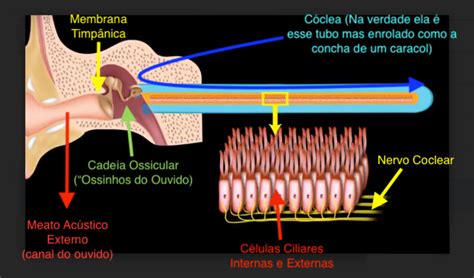 Tudo que você precisa saber sobre o Tímpano Perfurado