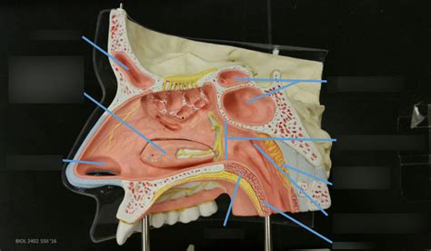 Cephalic Respiratory Model Diagram Quizlet