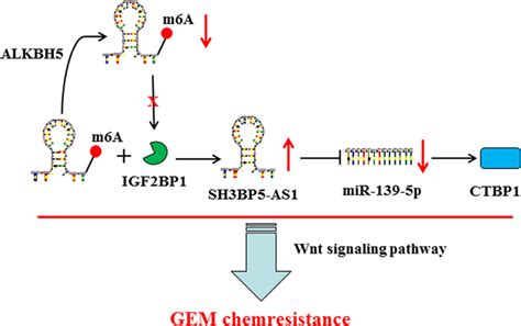 The Schematic Diagram Of The Carcinogenesis Role Of Sh Bp As In Pc