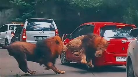 Viral Singa Berkelahi Hingga Seruduk Mobil Pengunjung Di Taman Safari