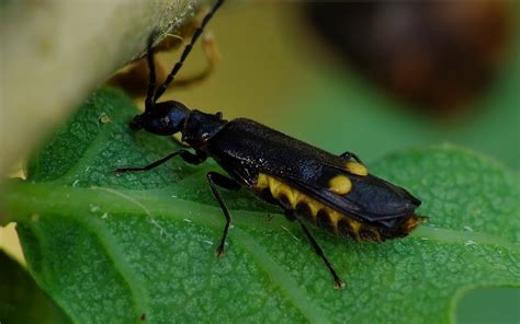 Hvilken bille med gule fartstriber på siden Naturbasen