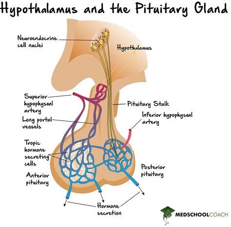 Hypothalamus And The Pituitary Gland Mcat Biology Medschoolcoach