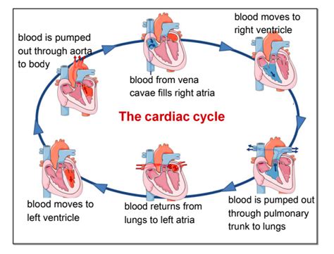 Cardiac Cycle Diagram Quizlet