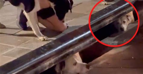 VIDEO Rescatan a perro que quedó atorado en una alcantarilla El final