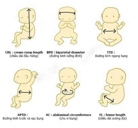 Ý Nghĩa Của Các Chỉ Số Thai Nhi Trong Siêu âm