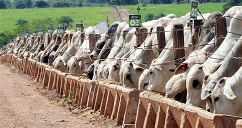 Confina Brasil Mapeia Mais De Milh Es De Bovinos Em Sistemas