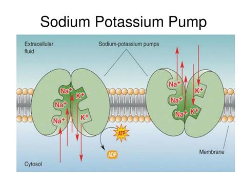 Ppt Transport Across A Cell Membrane Powerpoint Presentation Free