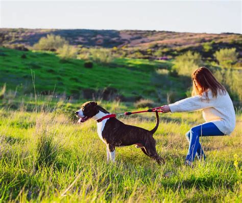 Le Contrat D Engagement Pour L Adoption D Animaux Le Bien Etre De