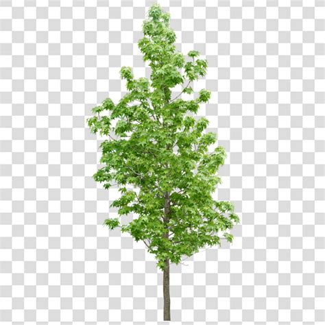 Árvore grande Png Baixar Imagens em PNG