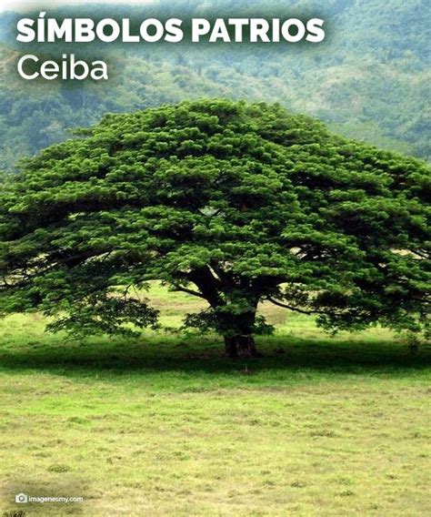 La Ceiba Ceiba Simbolos Patrios Guatemala Simbolos Patrios