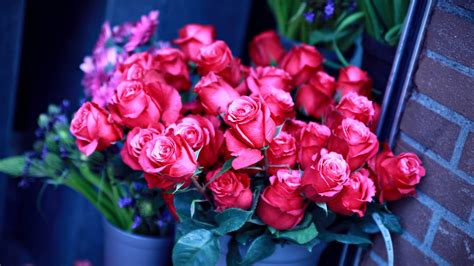 Papel De Parede Rosas Flor Flores Rosa 1920x1080 Wallup