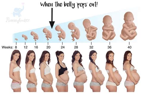 The Second Trimester Of Pregnancy What To Expect Trimesters Of
