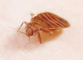 Steps To Save Your Home From Bed Bugs Elite Bed Bug Detection
