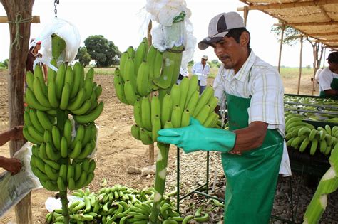 Directo y sin Rodeos CONTINÚA EL IMPULSO A LA PRODUCCIÓN DE BANANO