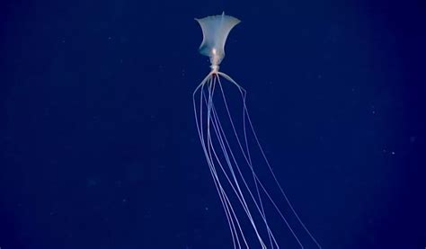 Ocean Explorers Film Elusive Bigfin Squid Floating Like A Ghost In The
