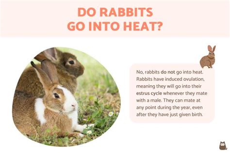 Do Rabbits Go Into Heat Rabbit Estrus Cycle