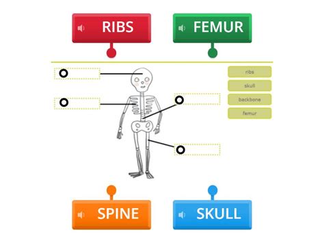 Skeleton Labelled Diagram