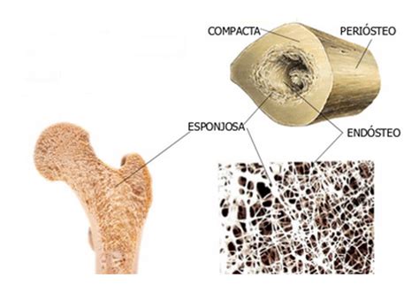 Tecido Ósseo Histologia Interativa