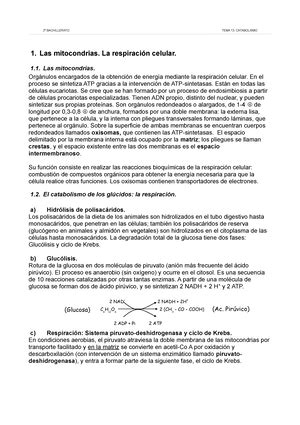 Capítulo 4 Tejido epitelial Texto Atlas de Histología Biología