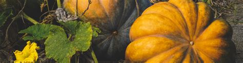 La courge semis culture et récolte Blog Dr Jonquille Mr Ail