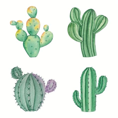 Colección cactus acuarela dibujada a mano Vector Gratis