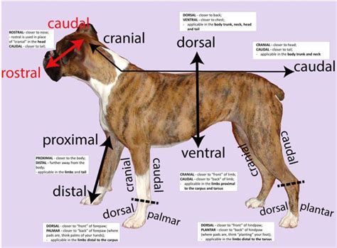 Anatomy Directional Terms Diagram Quizlet
