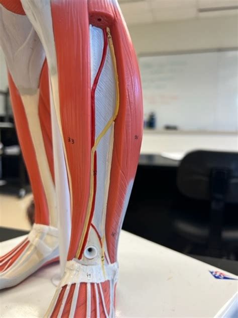 Nerves Of Lower Limb Diagram Quizlet