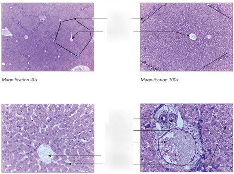 Liver Histology Diagram Quizlet