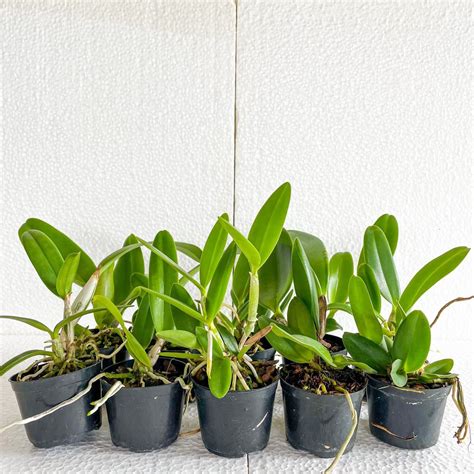 KIT 10 MUDAS DE ORQUÍDEAS CATTLEYAS ORQUIDEA GARDEN