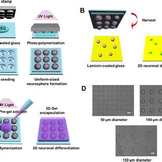 Schematic Process Of PEG Hydrogel Microwell Arrays To Form Uniformsized