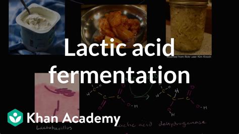 Diagram Of Lactic Acid Fermentation