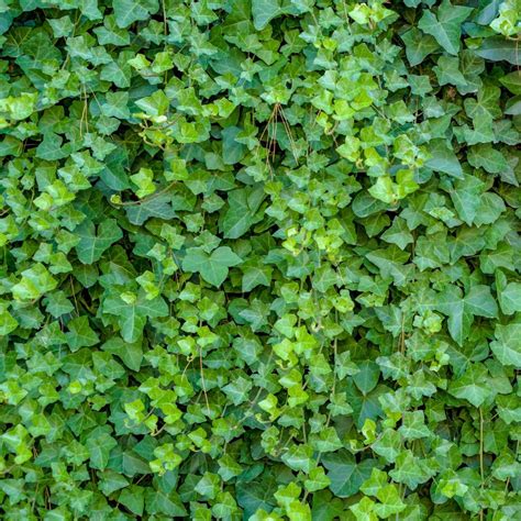 Hedera Helix Rubite