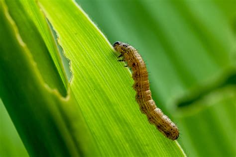 Los Secretos Para El Control Del Gusano Cogollero En Maíz Blog Cambiagro