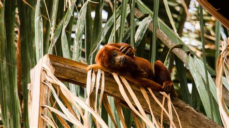 A Colombian Production Company S Guide To Filming Wildlife In Casanare