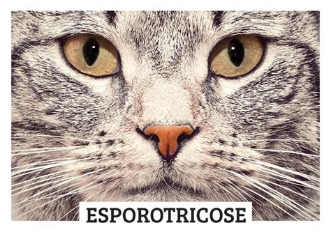 PDF Cartilha de Esporotricose CCZ 2 também pode ser contaminado pelo