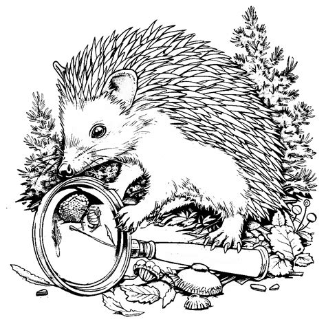 Flei Iger Igel Ausmalbild Kostenlos Herunterladen