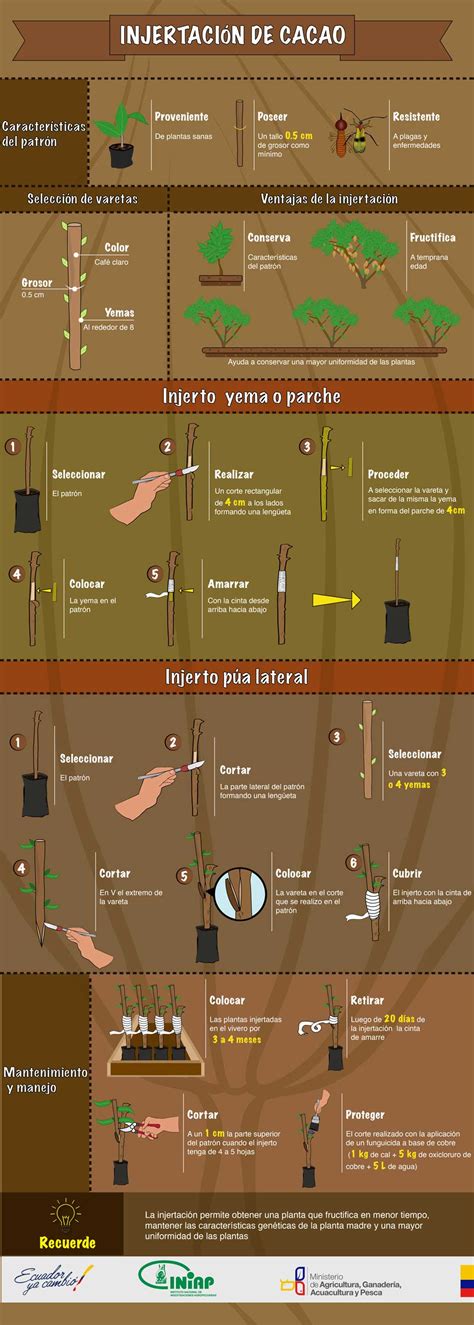 Cacao INIAP E V A