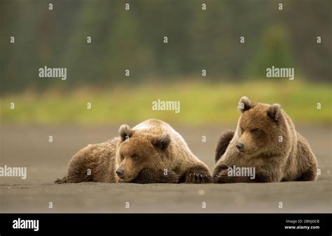 Coastal Brown Bear Cubs Ursus Arctos Resting Lake Clarke National