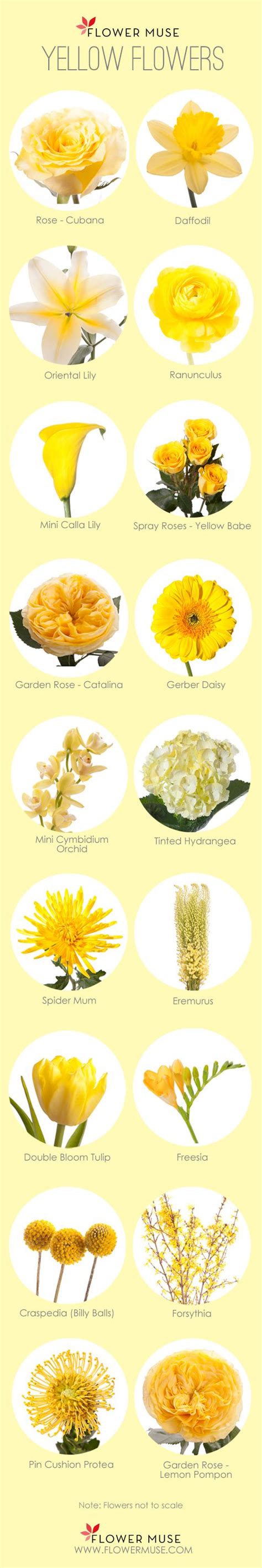 Yellow Flower Images And Names