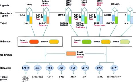 TGFβ Signaling in Growth Control Cancer and Heritable Disorders Cell
