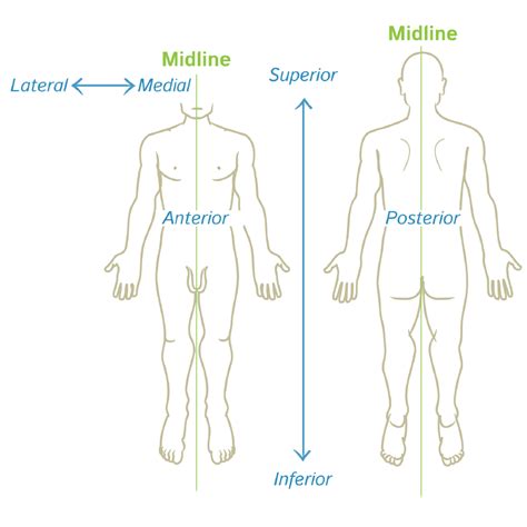 Gross Anatomy Glossary Anatomical Orientation Draw It To Know It