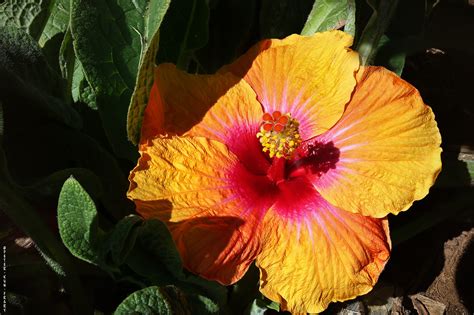 Canon Spring Image Thread Fm Forums