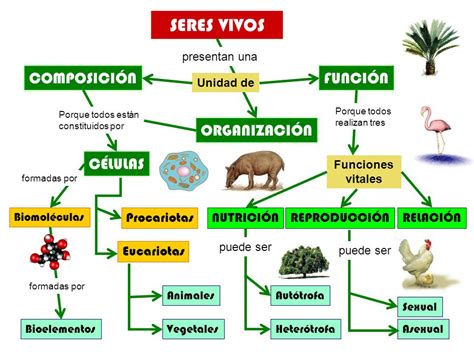 Características de los seres vivos Detallando más cada característica