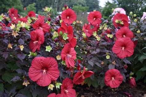 Hibiskus Bylinowy Wielokwiatowy HOLY GRAIL 13575862505 Oficjalne