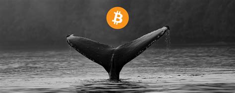 N Mero De Baleias Do Bitcoin Holdando K Btcs Atingiu Uma Alta De