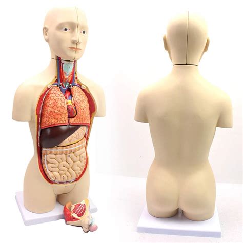 Buy Xyxz Anatomy Models Human Torso Anatomy Model Cm Decomposable